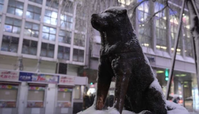 El conmovedor legado de Hachikō, cien años de fidelidad inquebrantable