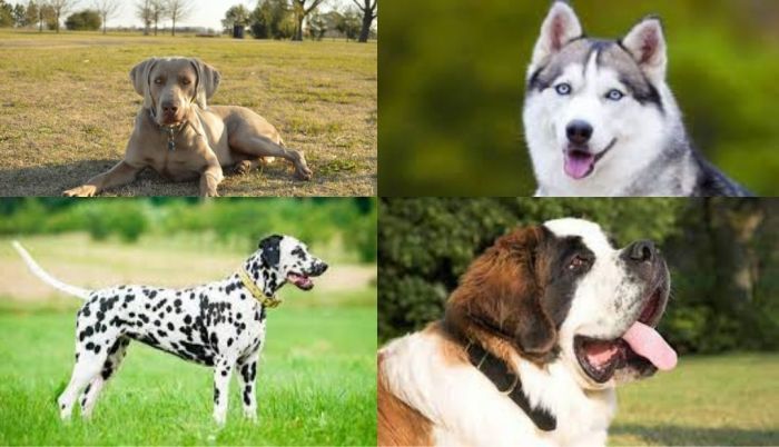 Elegir la raza de perro adecuada para tu espacio, lo que los expertos